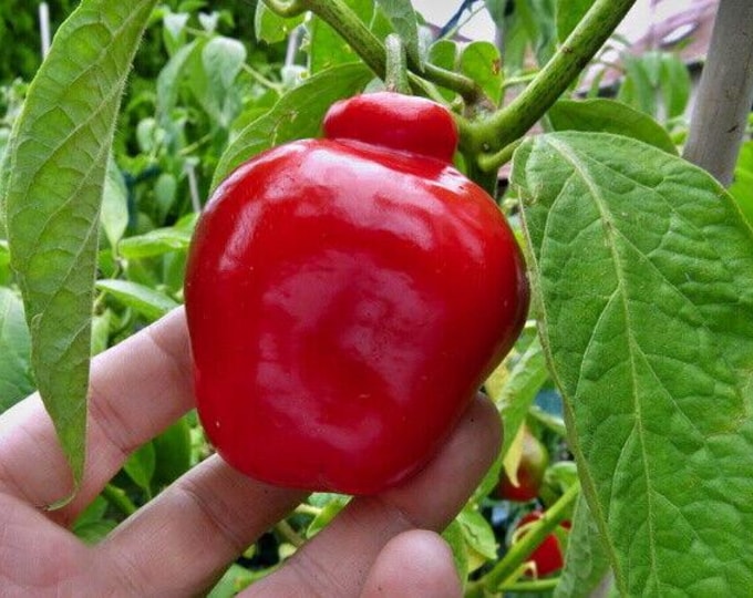 Aji Manzano Rocoto Largo Peruvian Pepper Plant | Live Plant | Herb ...