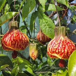 Abutilon Flowering Maple Tiger Eye Bare Root Plant 2 Yrs Old - Etsy