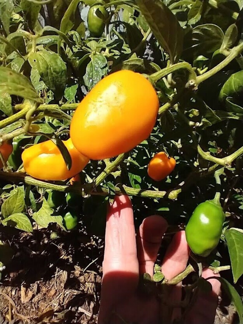 Honey Badger Rocoto Chile Pepper Seeds - Manzano Type (24 Seeds) - Etsy