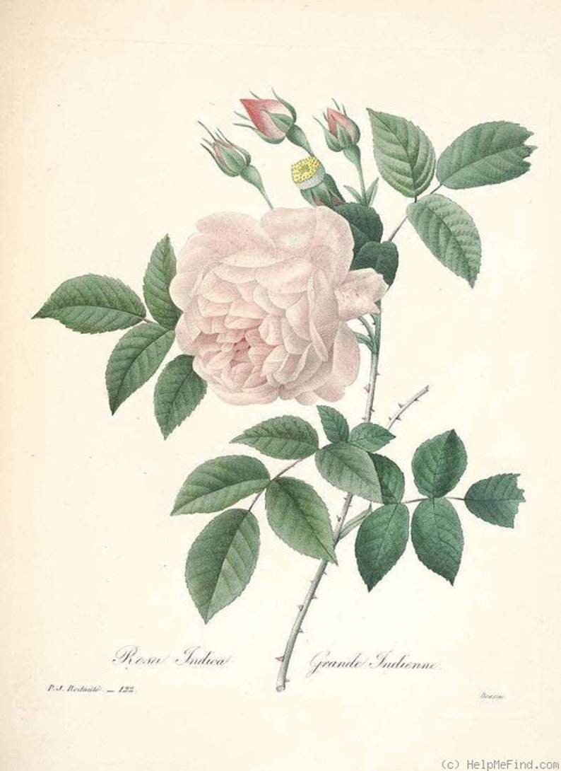 Indica Major Rose Bush AKA American Noisette, R. Odorata, Boursault ...