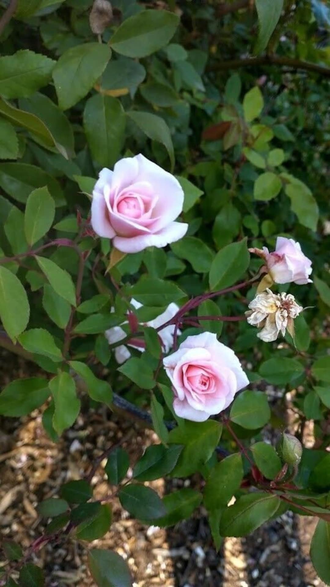 Bloomfield Abundance Classic Rose Plant Bare Root - Etsy
