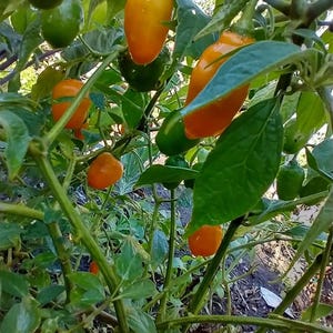 Yellow Teardrop Rocoto Chile Seeds 24 Seeds-free Shipping - Etsy