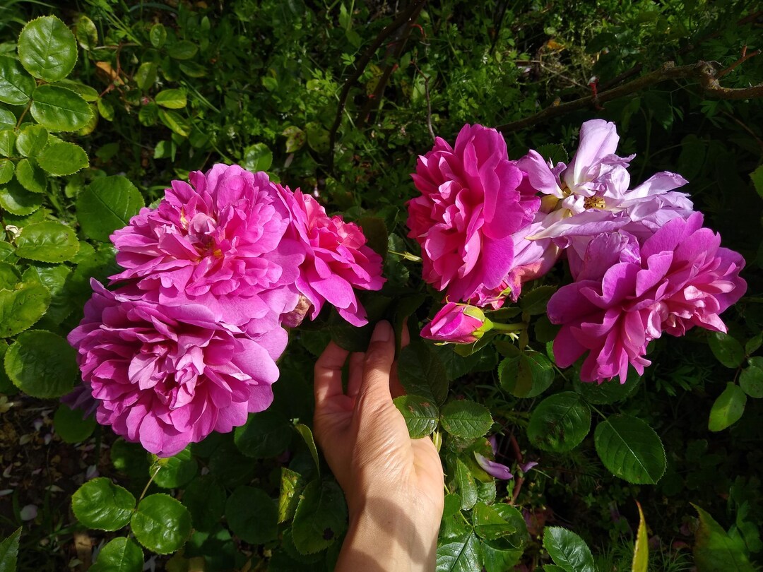 Princess Anne Rose Bare Root Rose Plant 2 Yrs Old (approx) - Etsy