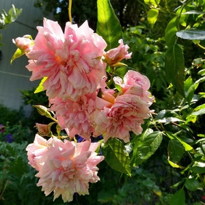 Mel's Heritage Rose, Rambler, Climber, Bare Root Plant - Etsy