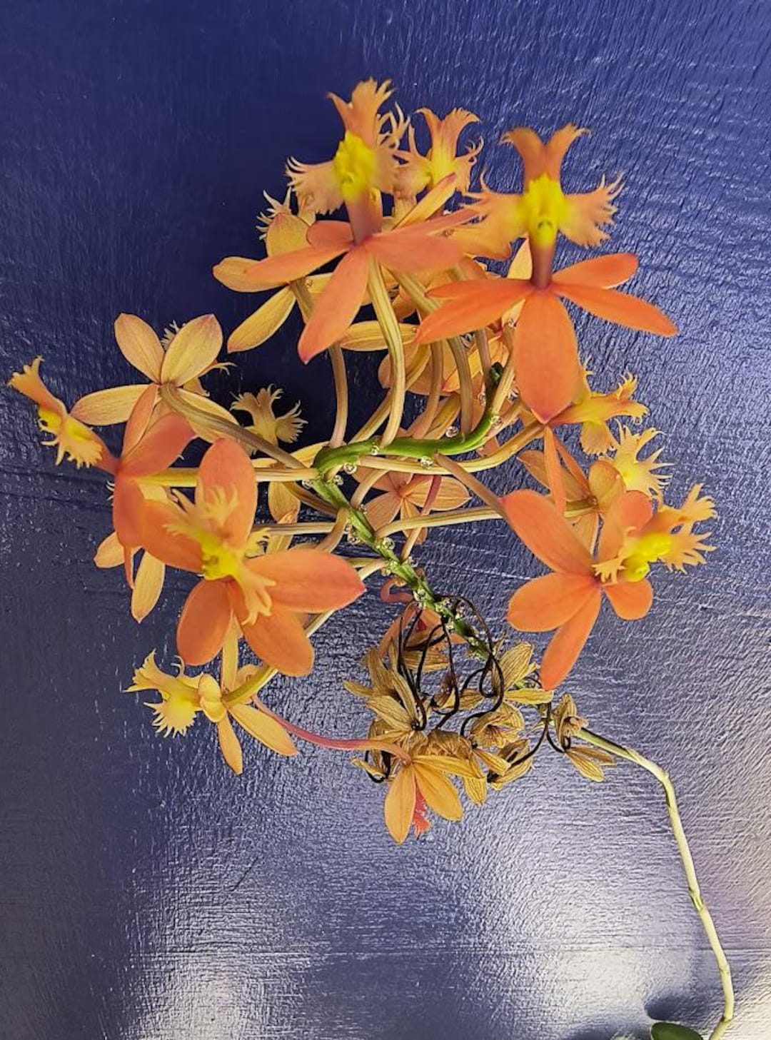 Epi Reed Stem Orchid (light Red, Light Coral Color) - Etsy