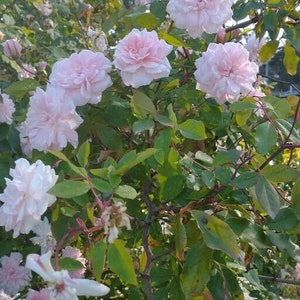 Bloomfield Abundance Classic Rose Plant Bare Root - Etsy
