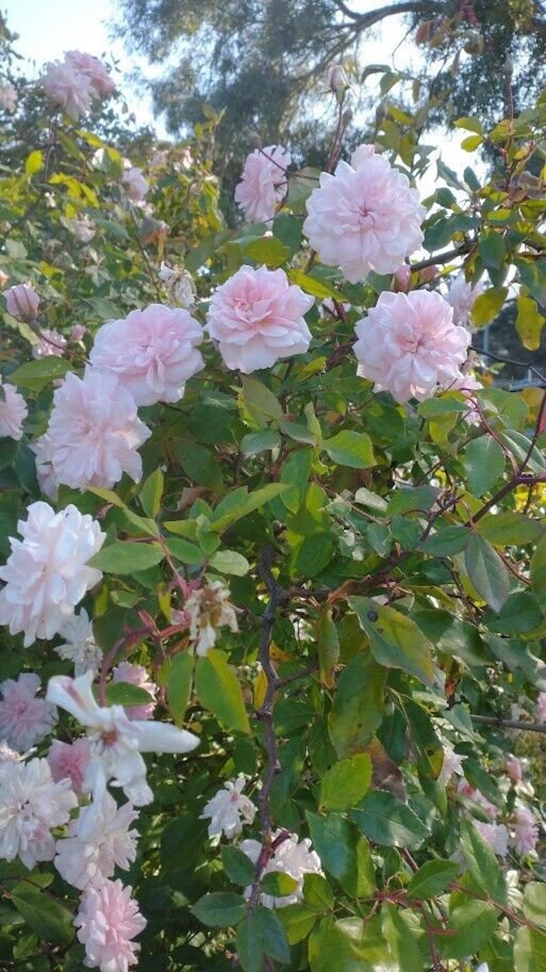 Bloomfield Abundance Classic Rose Plant Bare Root - Etsy