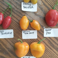 Yellow Teardrop Rocoto Chile Seeds (24) FREE SHIPPING - Etsy