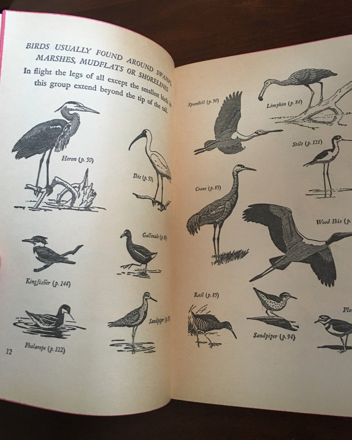 A Pocket Guide to Birds Vintage Nature Book Field Guide Bird - Etsy