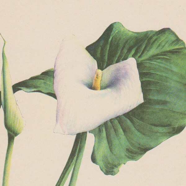 Vintage Doogal Dylan Rotonde Rabbit/ Bunny Magic Rights M.danot - Etsy