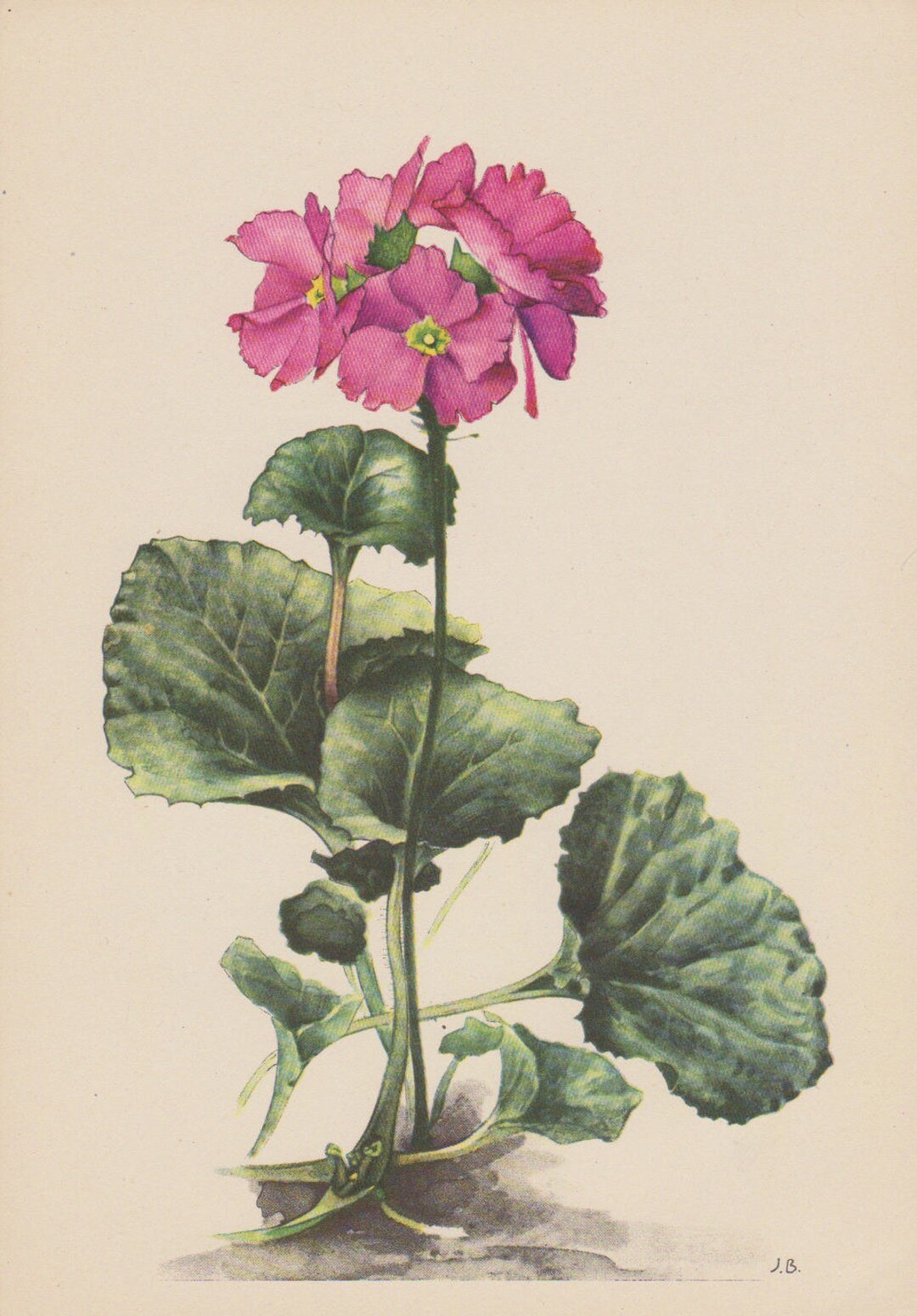 Vintage Primula Botanical Print - Primula Obconica - Flower ...