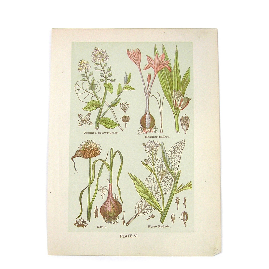 Medicinal Plants Illustration 1901 Scurvy Grass Meadow Saffron Garlic ...