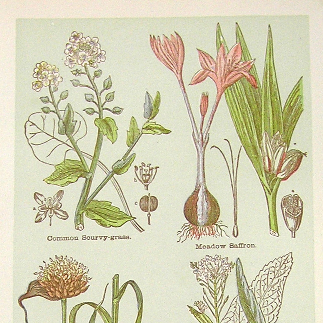 Native Plants Illustration 1901 Scurvy Grass Meadow Saffron Garlic ...