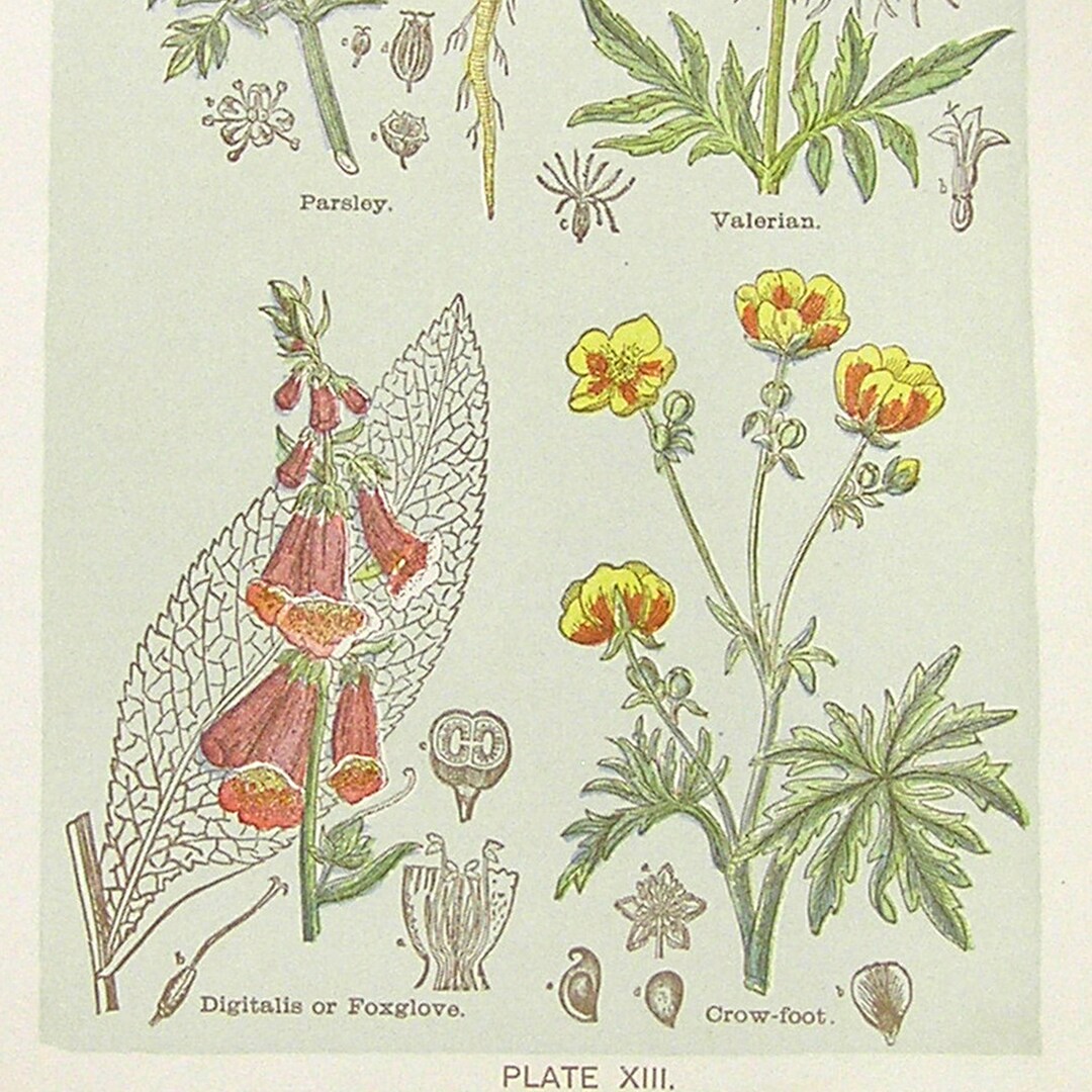 Botanical Art Native Plants Illustration 1901 Parsley Valerian Foxglove ...