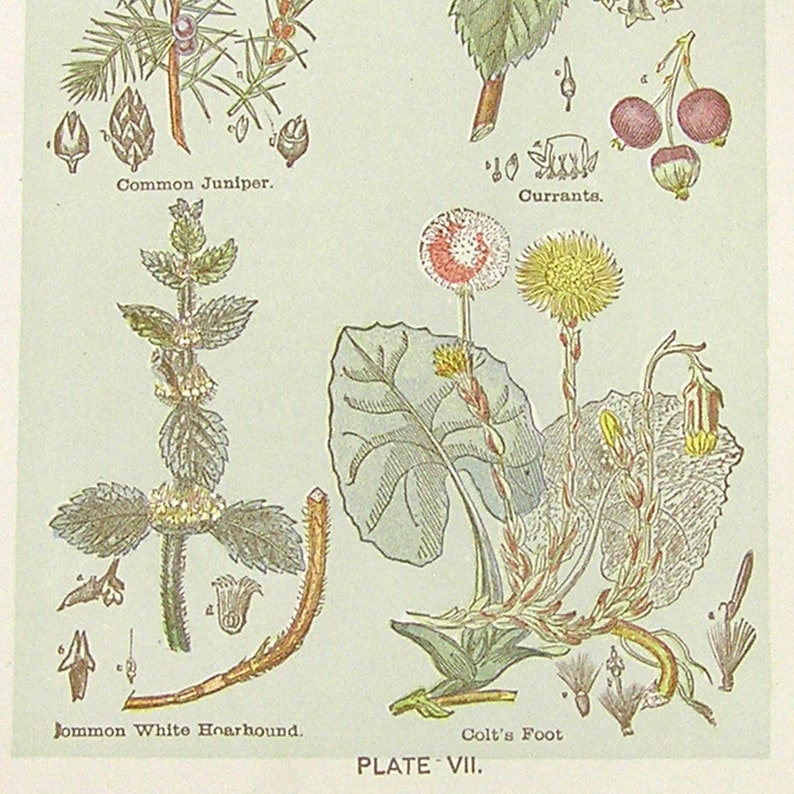 Botanical Art Native Plants Illustration 1901 Juniper Currants White ...
