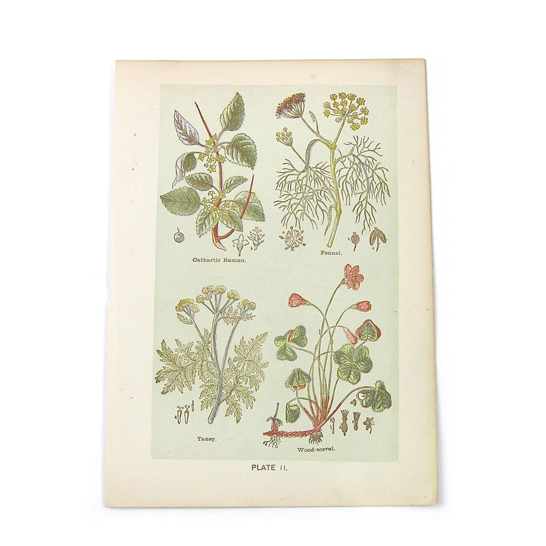 Medicinal Plants Illustration 1901 Cathartic Ramno Fennel Tansy Wood ...