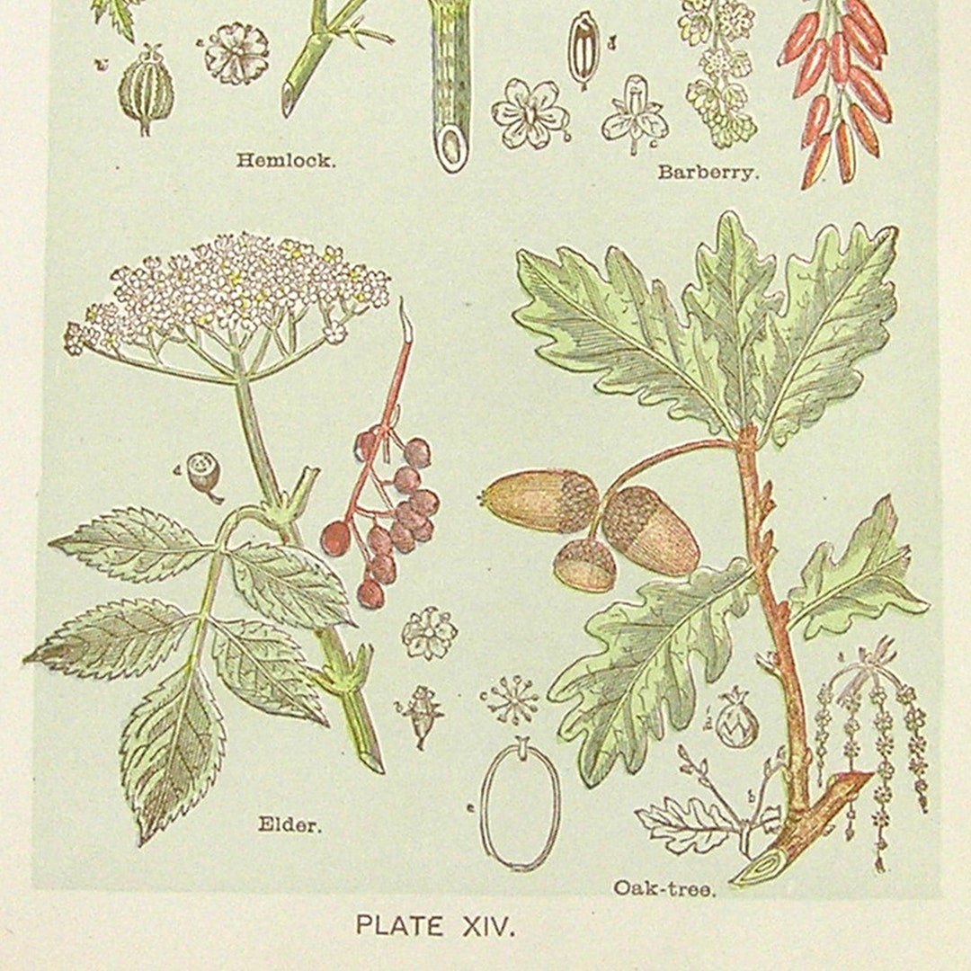 Botanical Art Native Plants Illustration 1901 Hemlock Barberry Elder ...