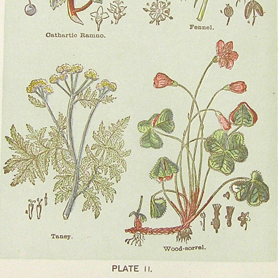 Native Plants Illustration 1901 Cathartic Ramno Fennel Tansy Wood ...