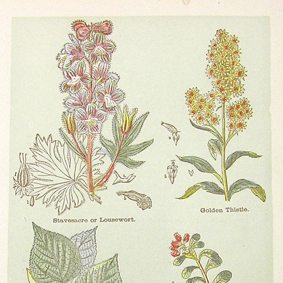 Native Plants Illustration 1901 Lousewort Golden Thistle Lime Tree ...