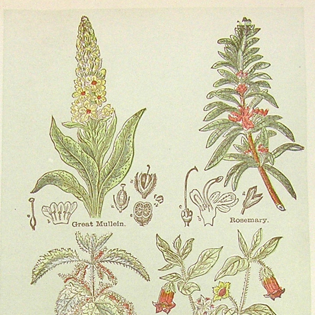 Native Plants Illustration 1901 Mullein Rosemary Nettle Belladonna ...