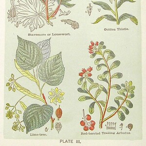 Native Plants Illustration 1901 Lousewort Golden Thistle Lime Tree ...