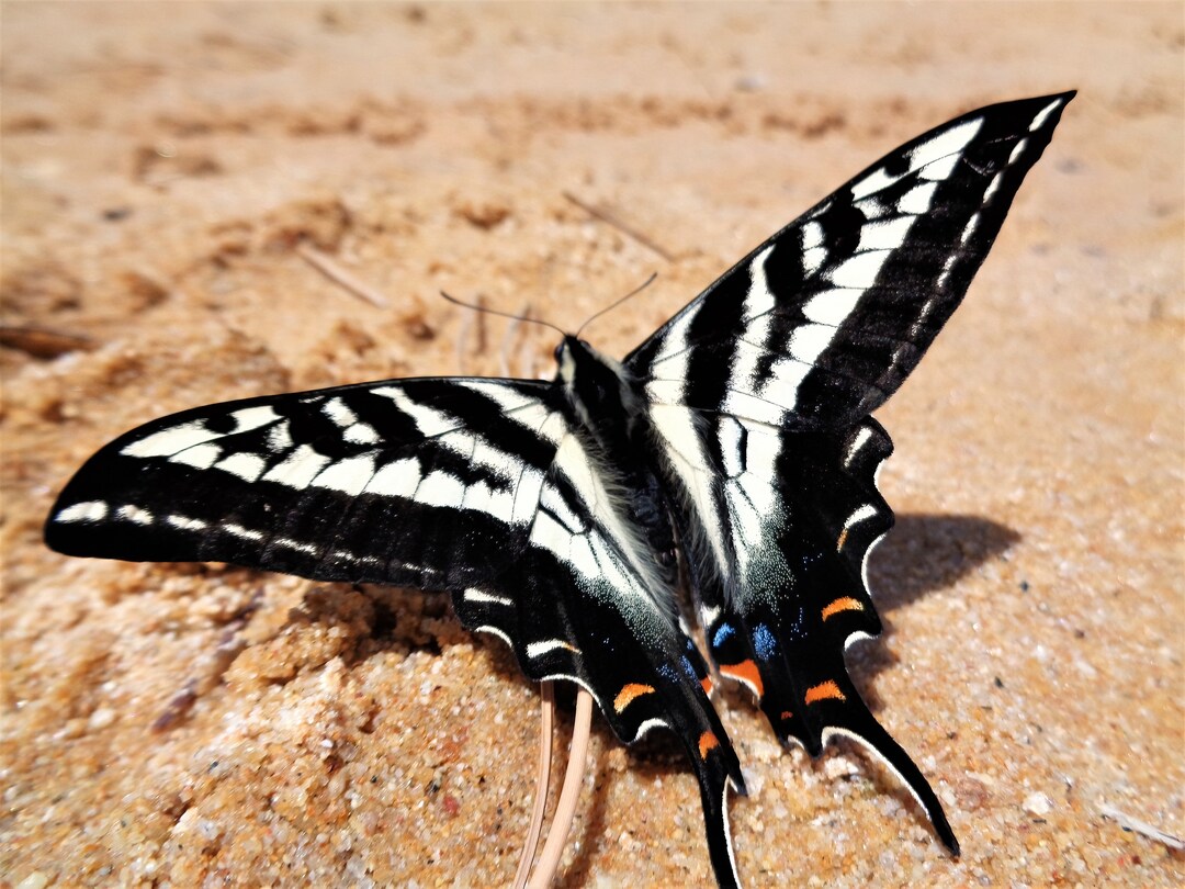 Butterfly Photography Print, Swallowtail Butterfly Print, Nature ...