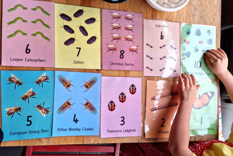 Beautiful Bugs Number Flash Cards - Etsy