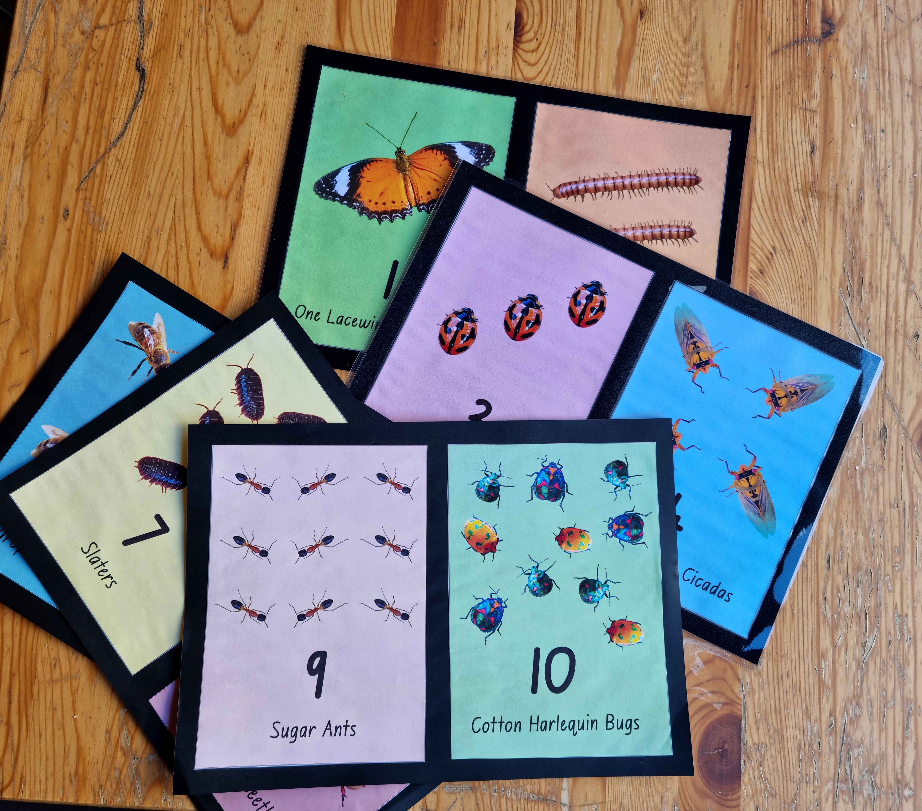 Beautiful Bugs Number Flash Cards - Etsy