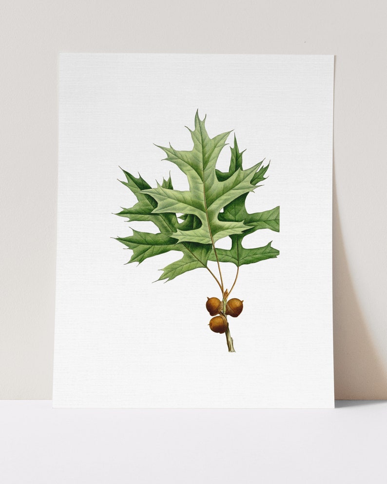 Vintage Oak Leaf Prints 6 Modern Wall Art Victorian | Etsy