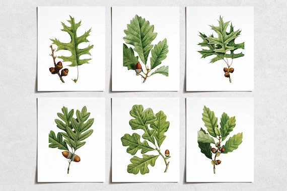 Vintage Oak Leaf Prints 6 Modern Wall Art Victorian | Etsy