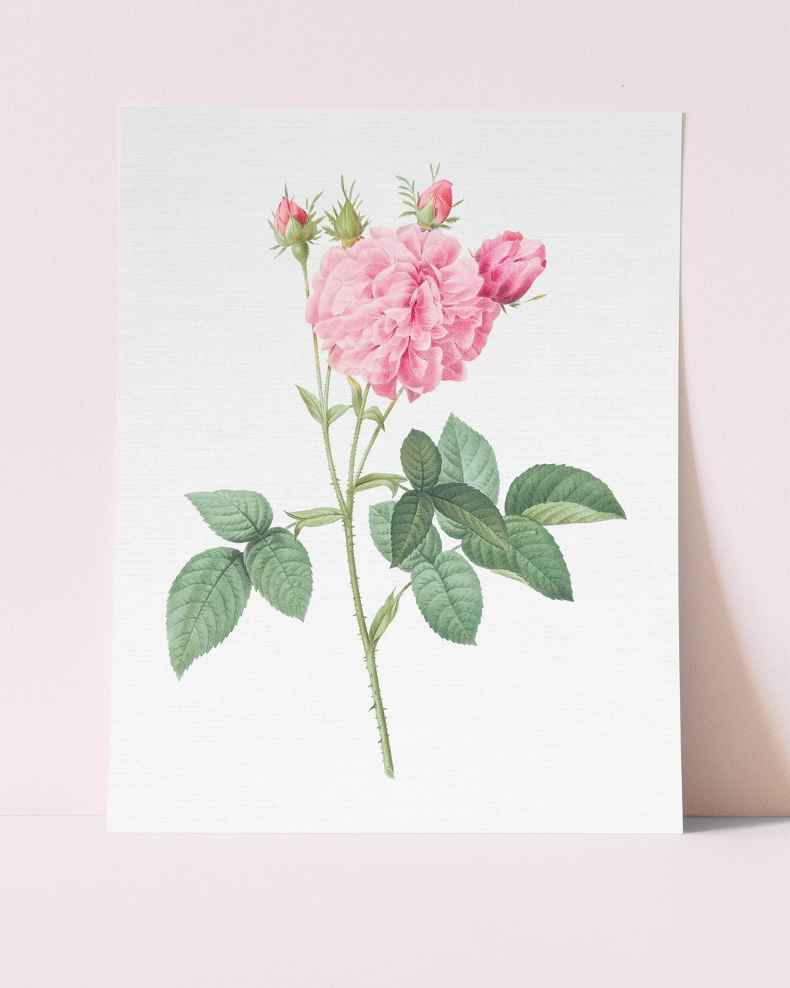 Vintage Pink Rose Flower Prints 6 Modern Wall Art - Etsy