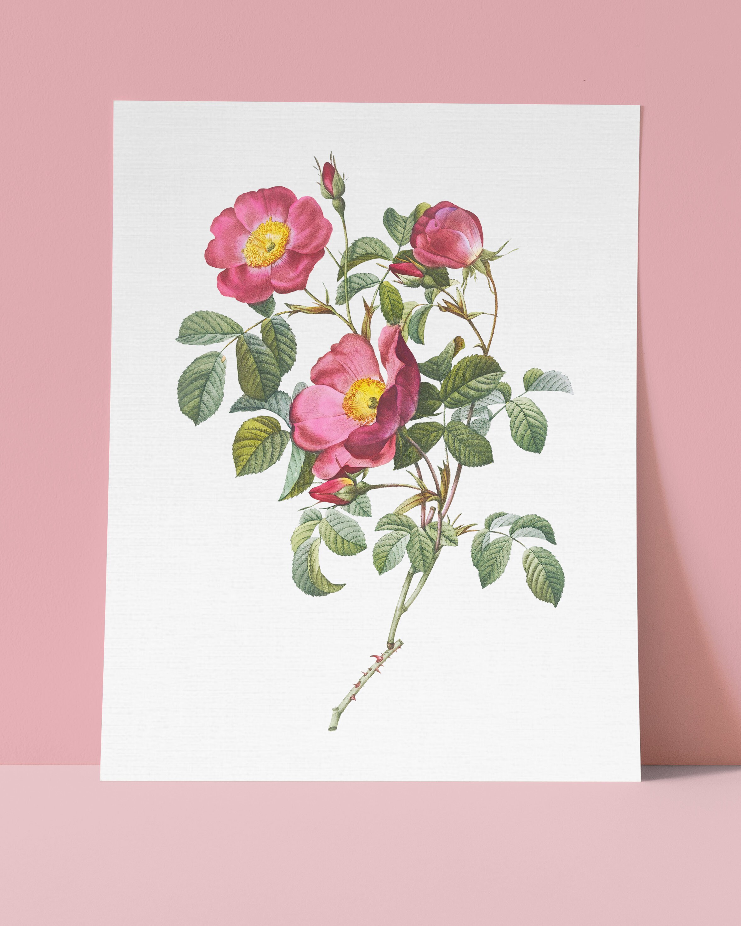 Vintage Pink Red White Rose Flower Prints 6 Modern Wall | Etsy