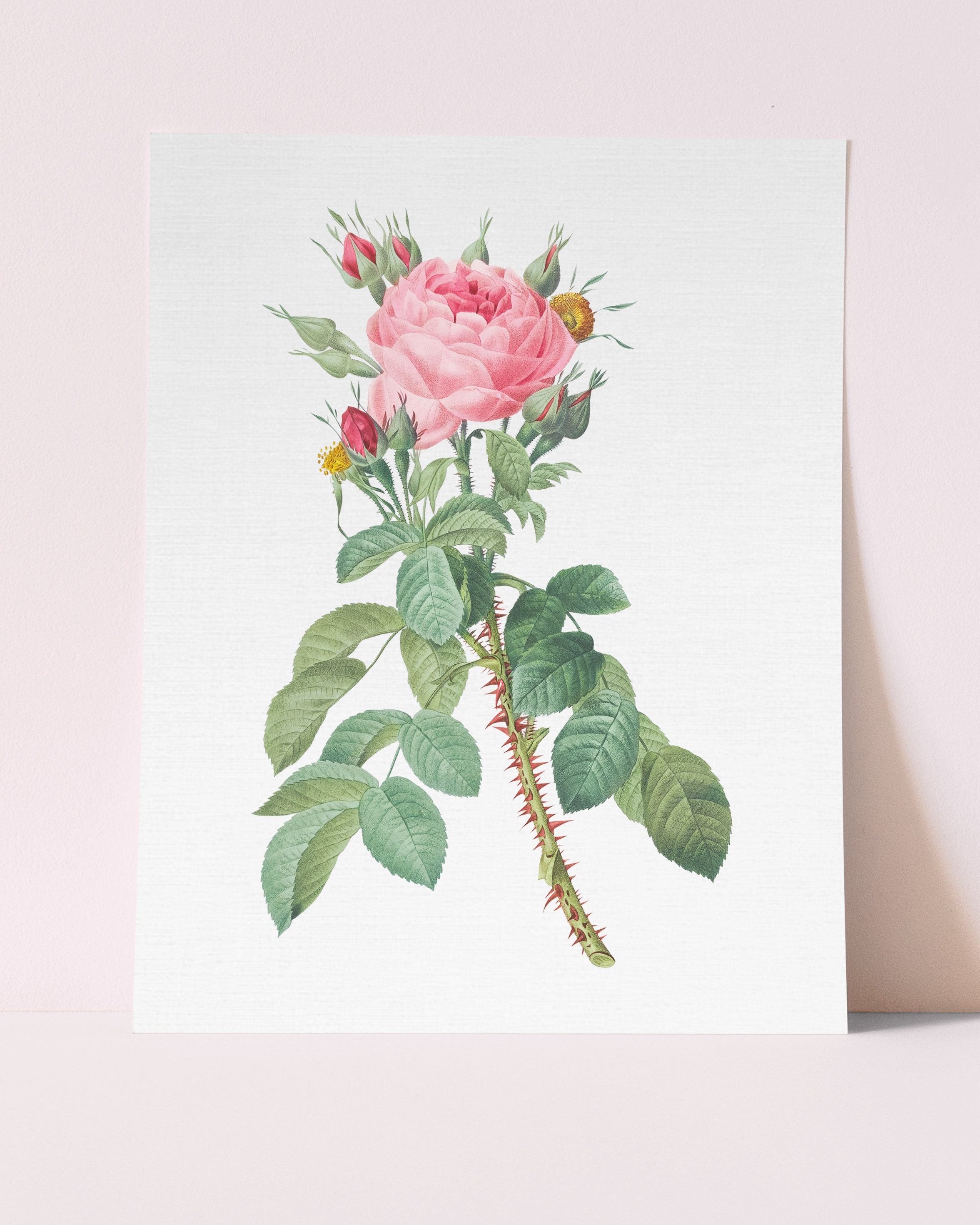 Vintage Pink Rose Flower Prints 6 Modern Wall Art | Etsy