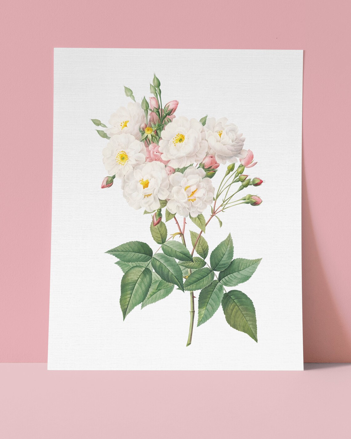 Vintage Pink Red White Rose Flower Prints 6 Modern Wall - Etsy