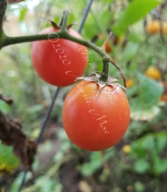 Isis Candy Tomato Seeds Organically Grown Non-gmo - Etsy