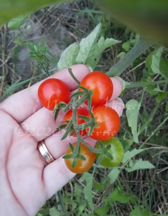 Mexico Midget Tomato Seed Organically Grown Non-gmo - Etsy