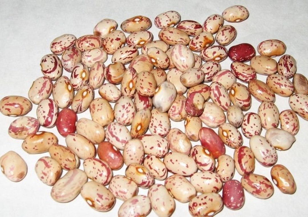French Horticulture Bush Shell Bean Seed - Etsy