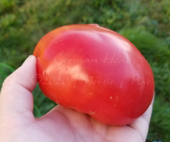 German Head Tomato Seeds Organically Grown Non-gmo - Etsy