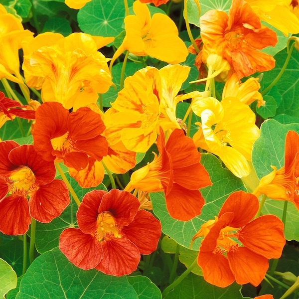 Nasturtium Seeds - Etsy