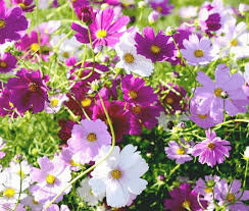 Tall Sensations Blend Cosmos Bipinnatus Seeds - Etsy