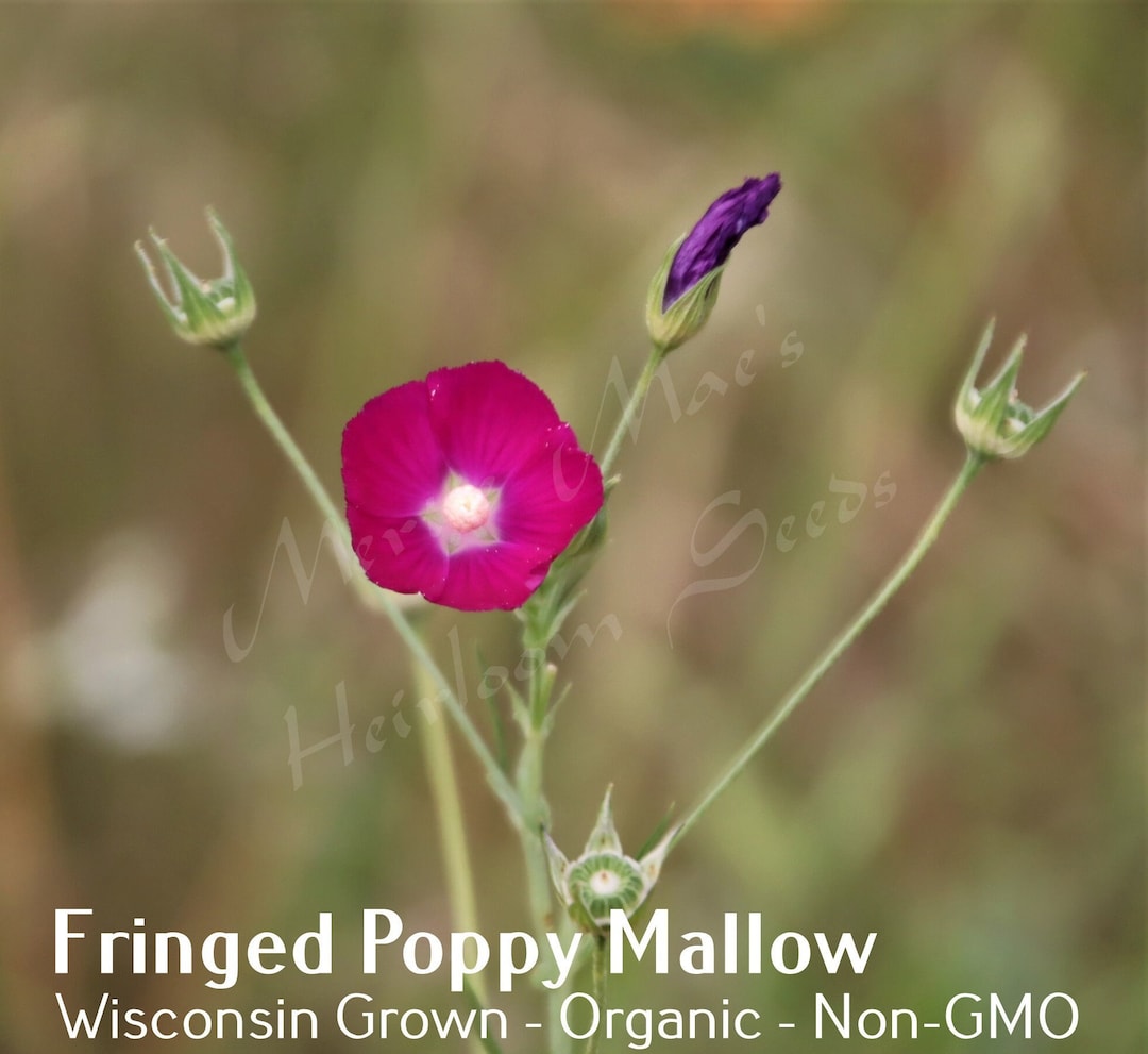 Fringed Poppy Mallow Seeds - Etsy