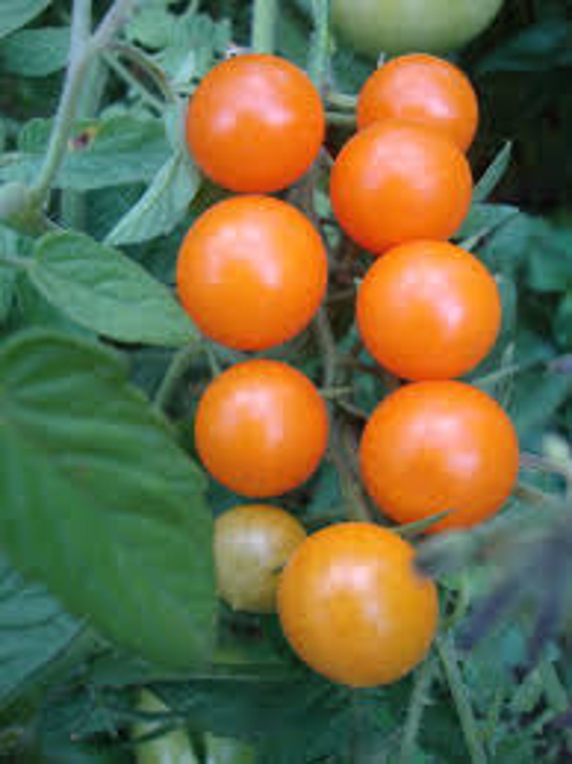 Sun Sugar OP Tomato Seeds -- Organically Grown, Non-gmo, Heirloom, Made ...
