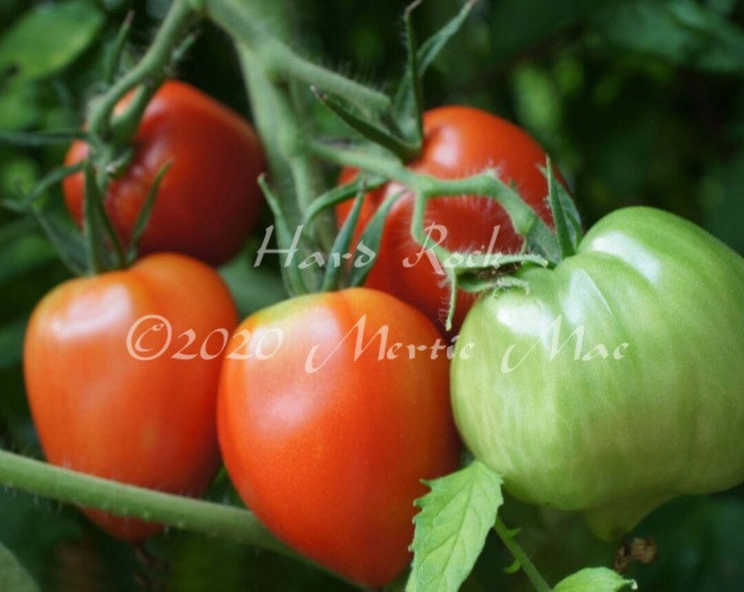 Hard Rock Tomato Seeds -- Organically Grown, Non-gmo, Heirloom, Made in ...