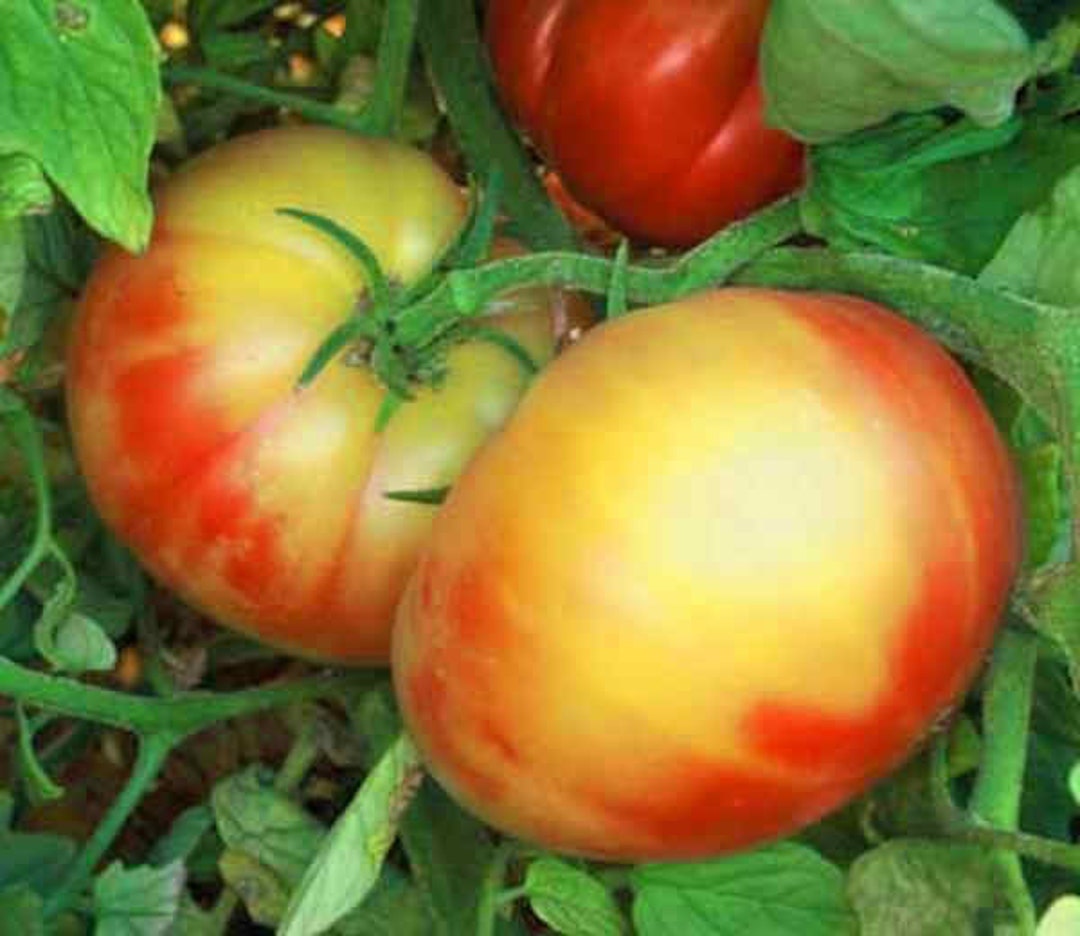 Virginia Sweets Tomato Seeds -- Organically Grown, Non-gmo, Heirloom ...