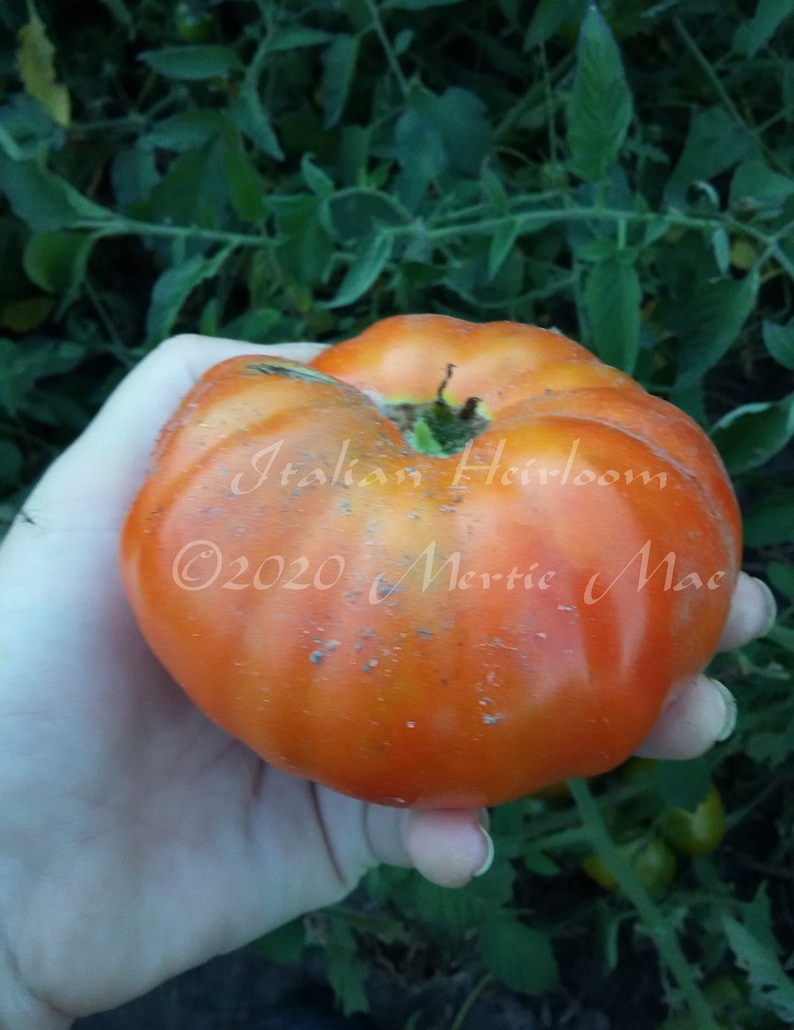Italian Heirloom Tomato Seeds Organically Grown Non-gmo - Etsy