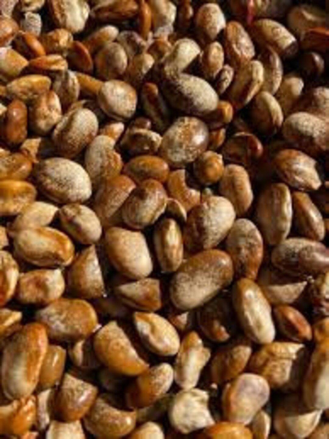 Turkey Craw Dry Pole Bean Various Packet Sizes Phaseolus Vulgaris ...