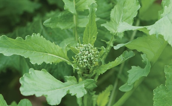 Spring Raab Broccoli Rabe Seed Non-gmo Organic Grown in - Etsy