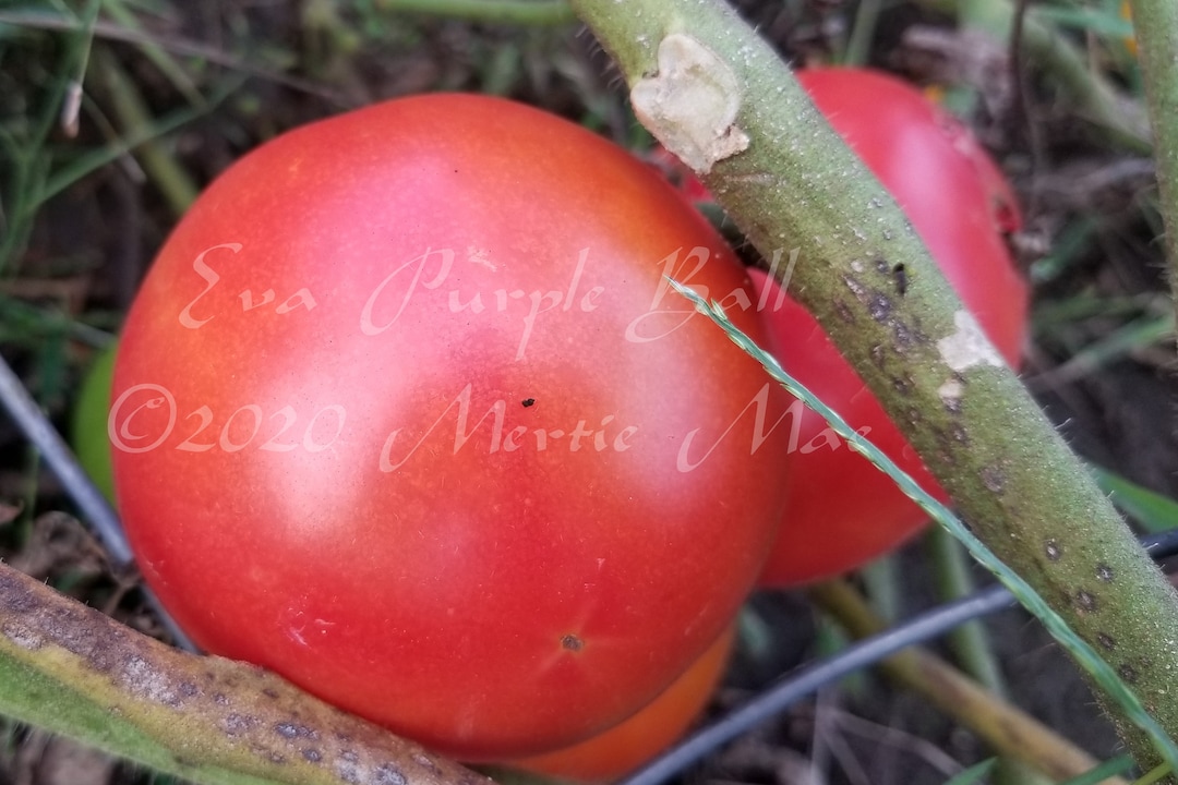 Eva Purple Ball Tomato Seeds -- Organically Grown, Non-gmo, Heirloom ...