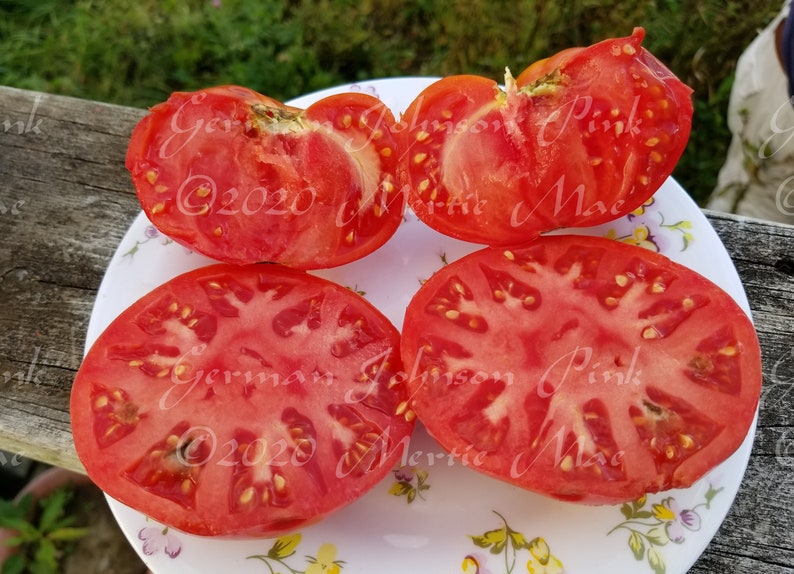 German Johnson Pink Tomato Seeds Organically Grown - Etsy