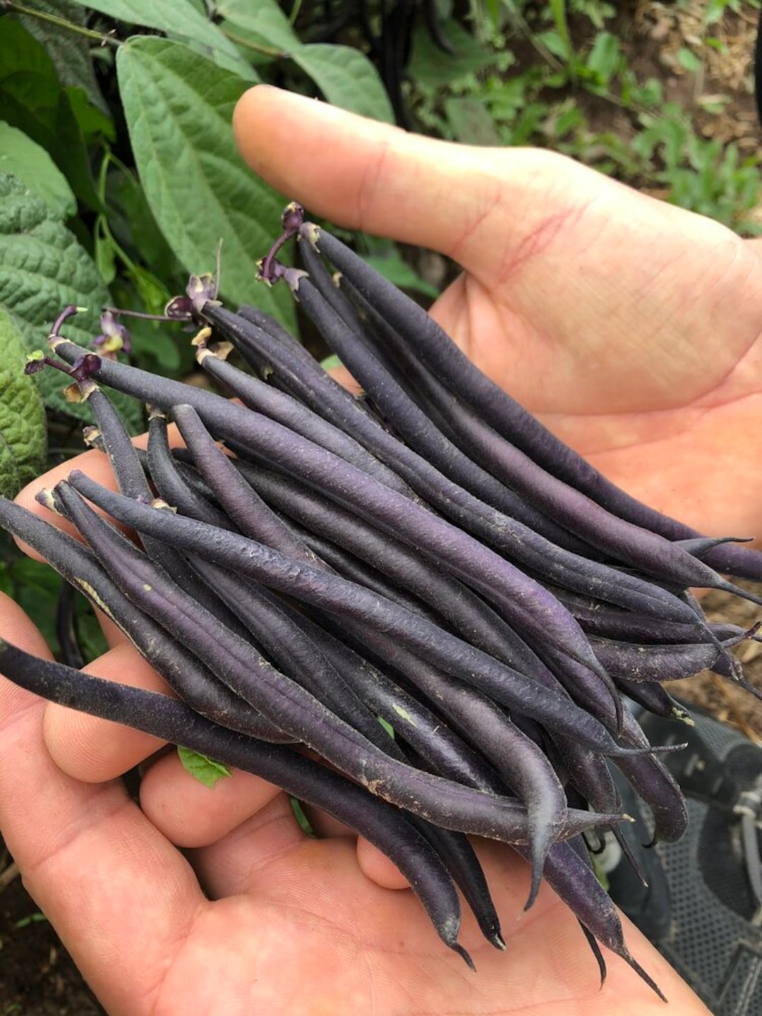 Velour Bush Snap Bean Seed - Etsy
